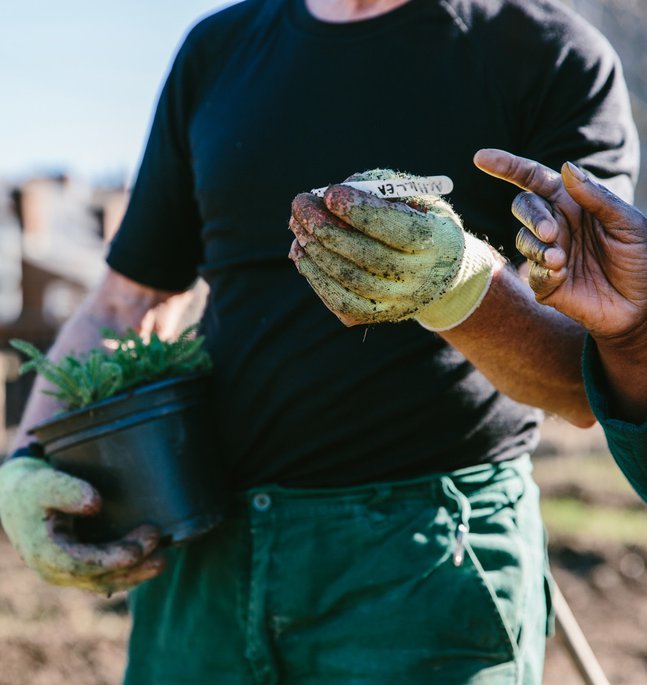 A Taste of the Wild - The Comfrey Project | What's On | Discovery Museum