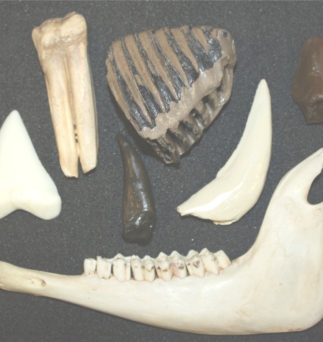 Food Chains Gallery Explorer Kit | What's on | Great North Museum: Hancock