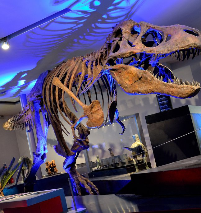 Fossil Stories gallery | What's on | Great North Museum: Hancock